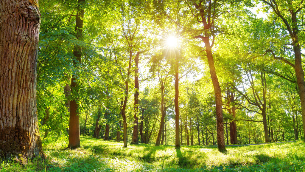 Custom Corrugated Packaging Solutions from Pratt Industries